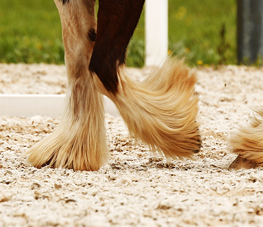 Mauke beim Pferd: Ursachen, Symptome, Behandlung - pferdekrankheiten.net